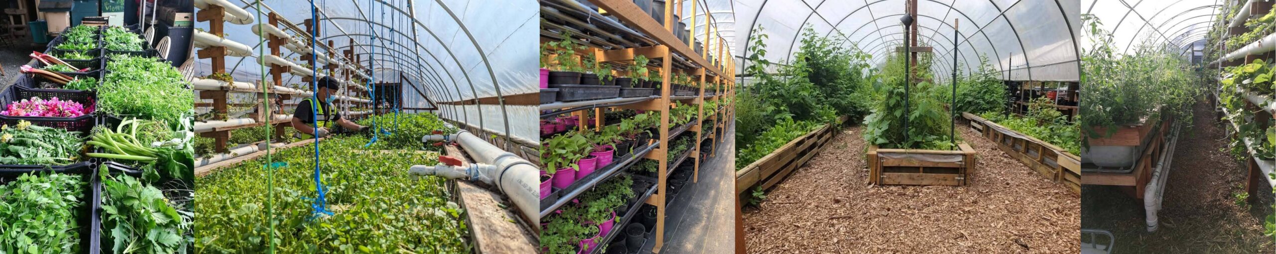 Agriculture - Farmer Frog